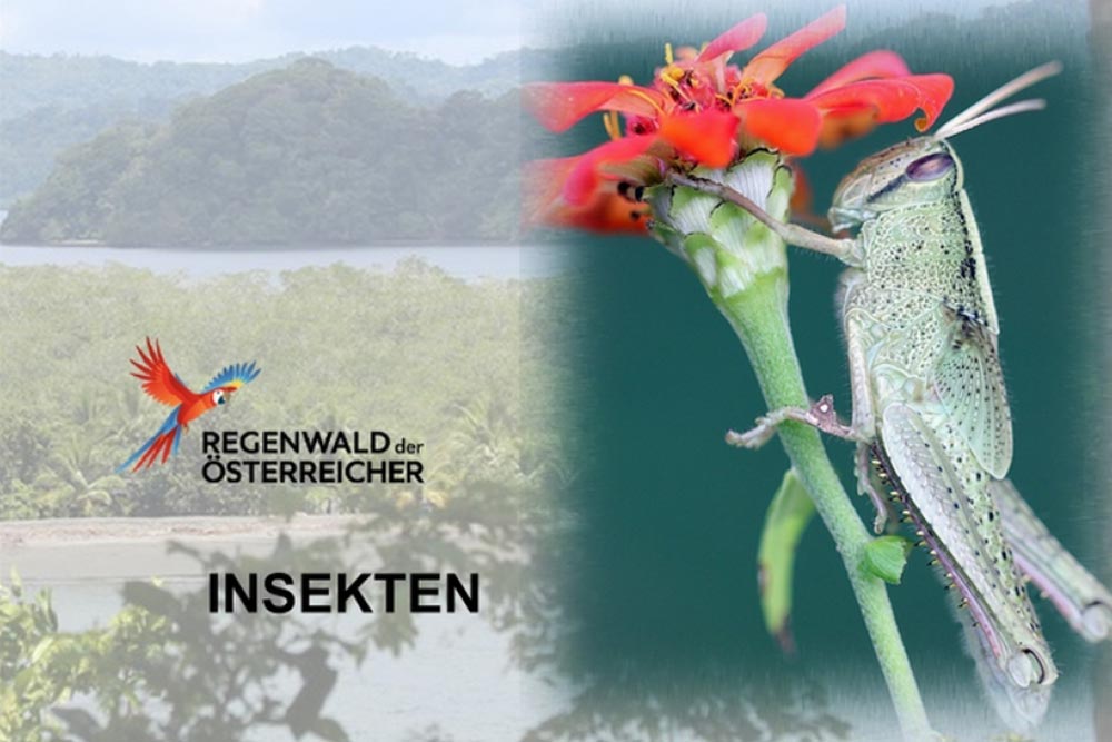 Fotobuch Insekten (Code B7) – Regenwald der Österreicher